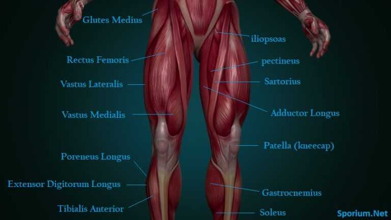 Hangi Kas Nerededir? En detaylı Kas Anatomisi