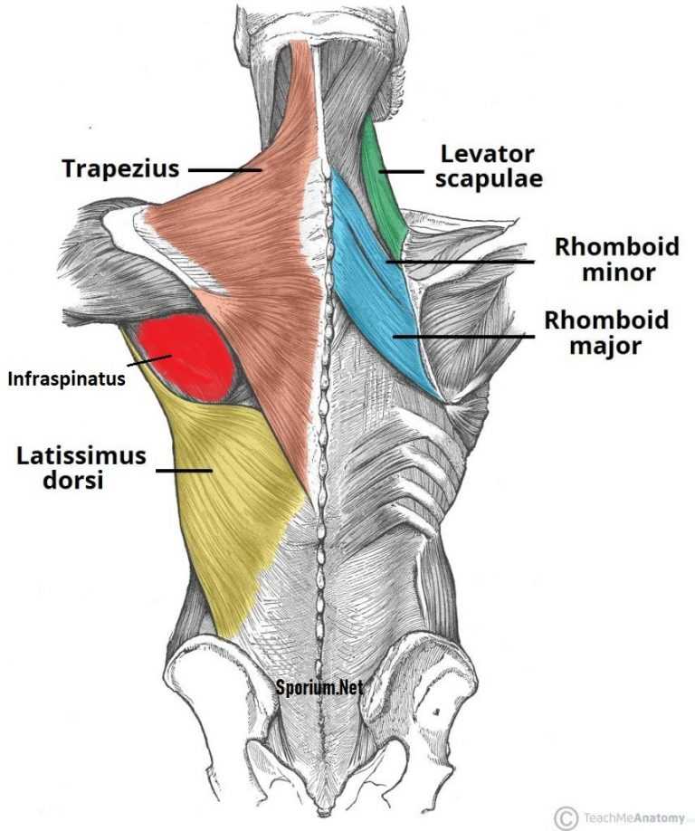 Hangi Kas Nerededir? En detaylı Kas Anatomisi
