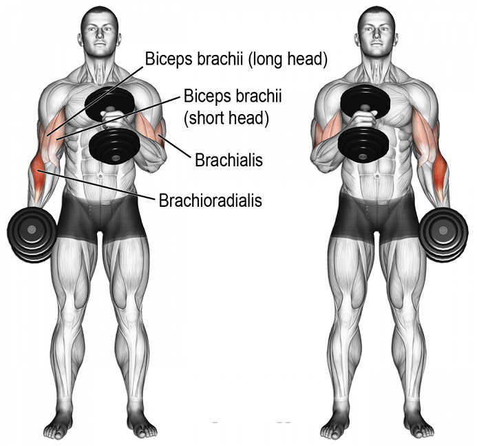 Hammer Curl Nas l Yap l r Faydalar Nelerdir Hammer Curl Nas l Yap l r Faydalar Nelerdir