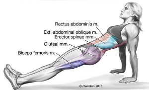 How to do a Plank? What Are The Benefits?